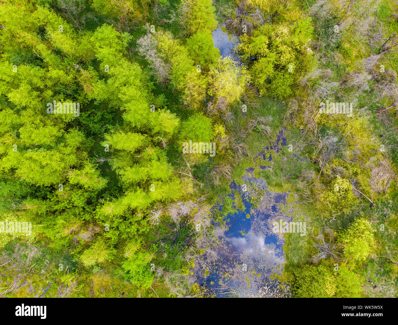 Top-down aerial drone view of green forest, river and swamp with blue ...
