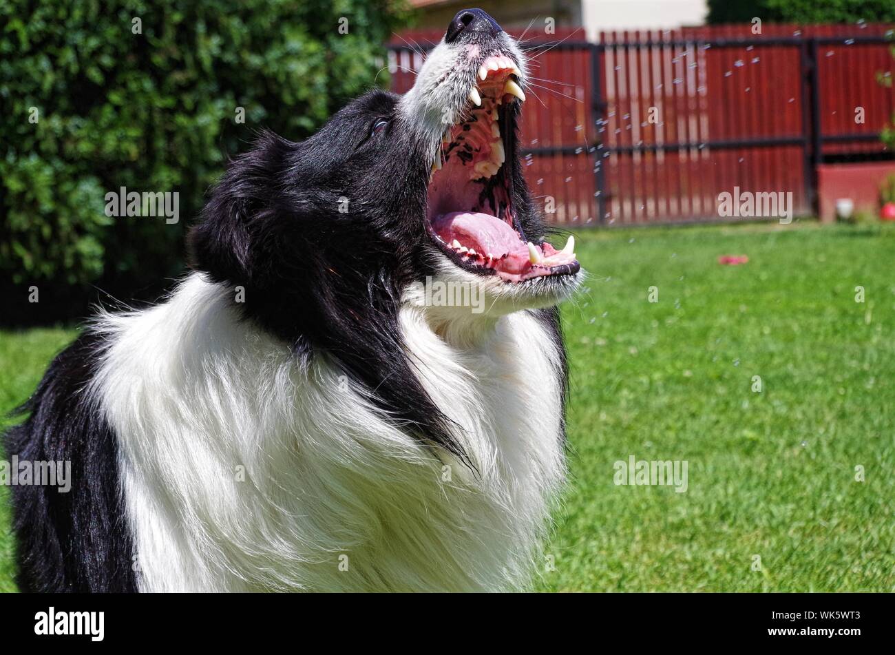 Border collie back hi-res stock photography and images - Alamy