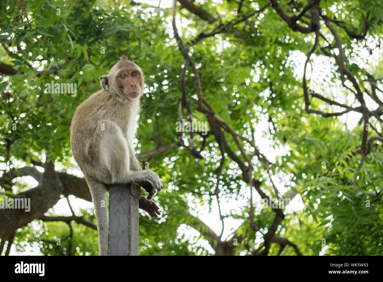 Monkey On Pole High Resolution Stock Photography and Images - Alamy