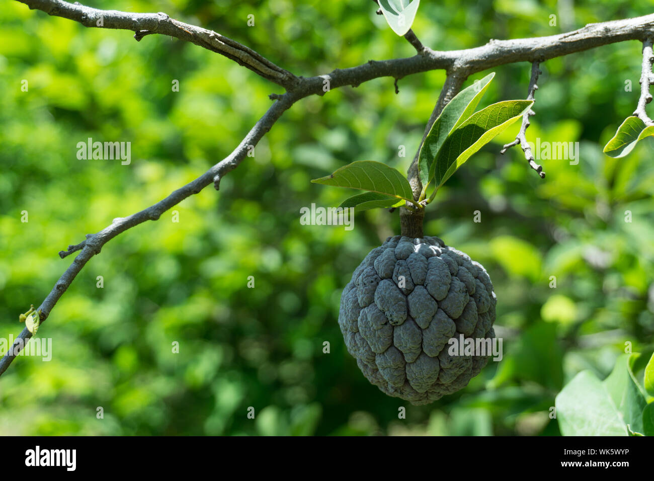 Custard Apple Fruit In Tree High Resolution Stock Photography and ...
