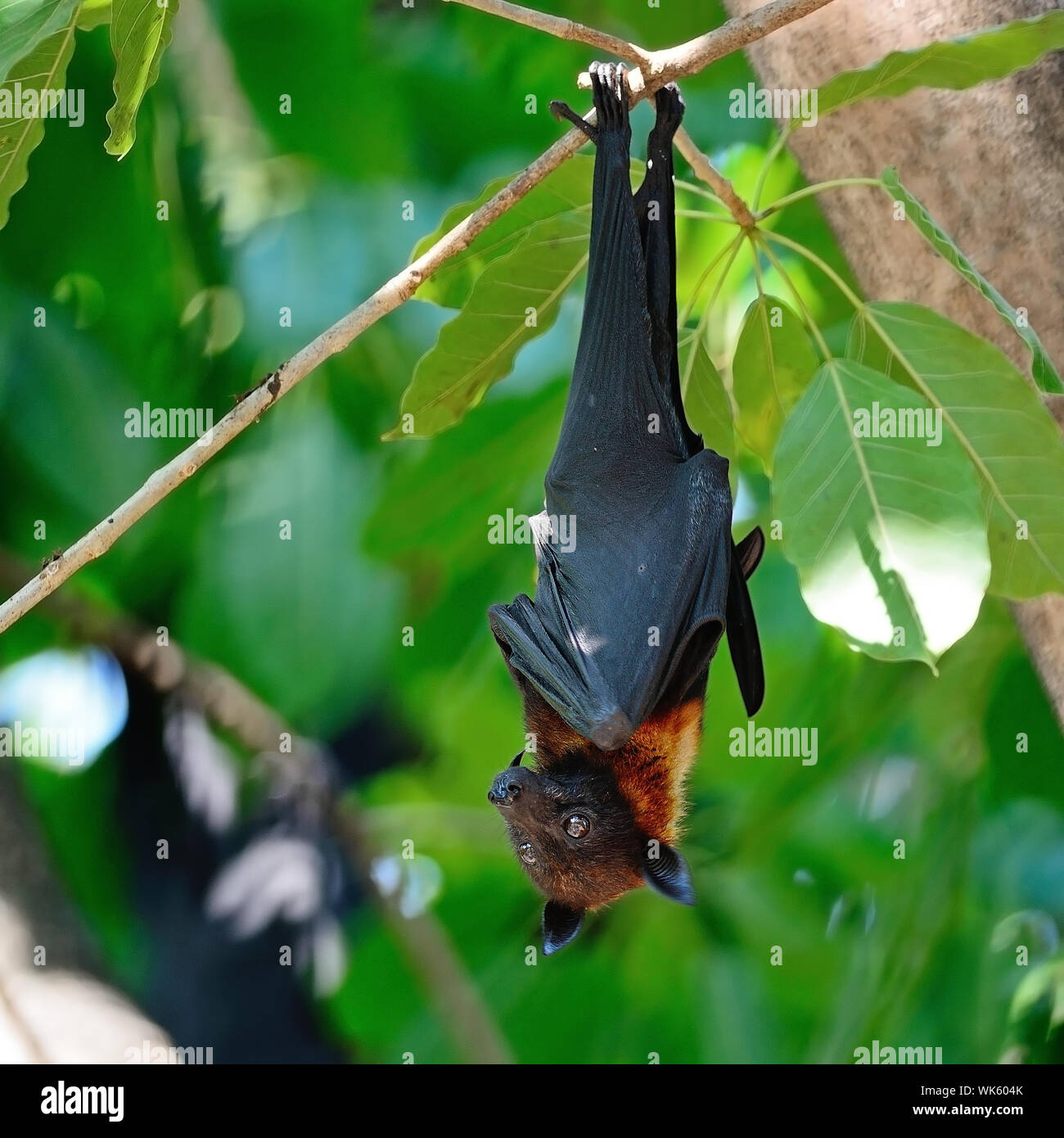 Mindanao Pygmy Fruit Bat