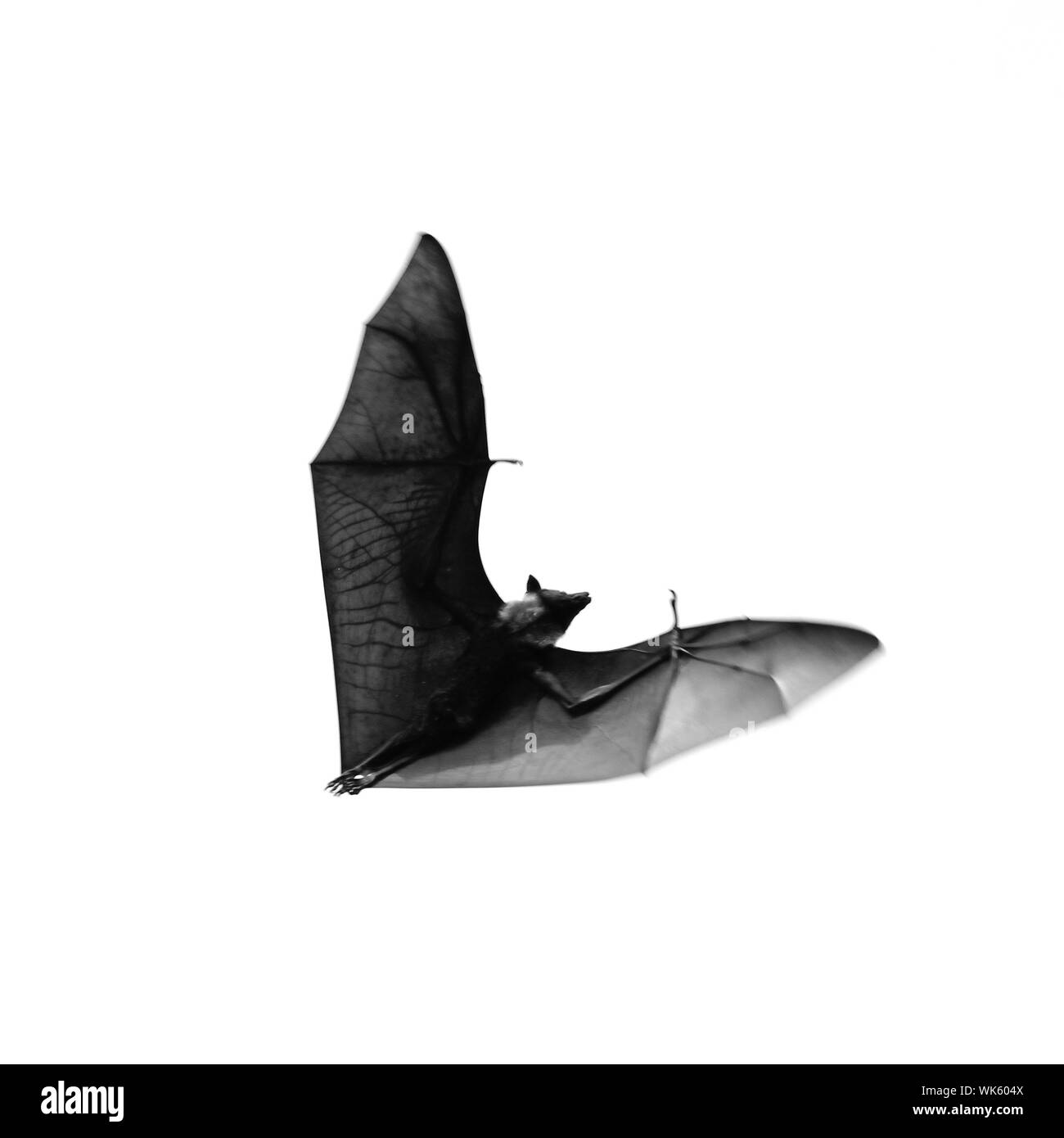 Large bat hanging flying fox hi-res stock photography and images - Alamy