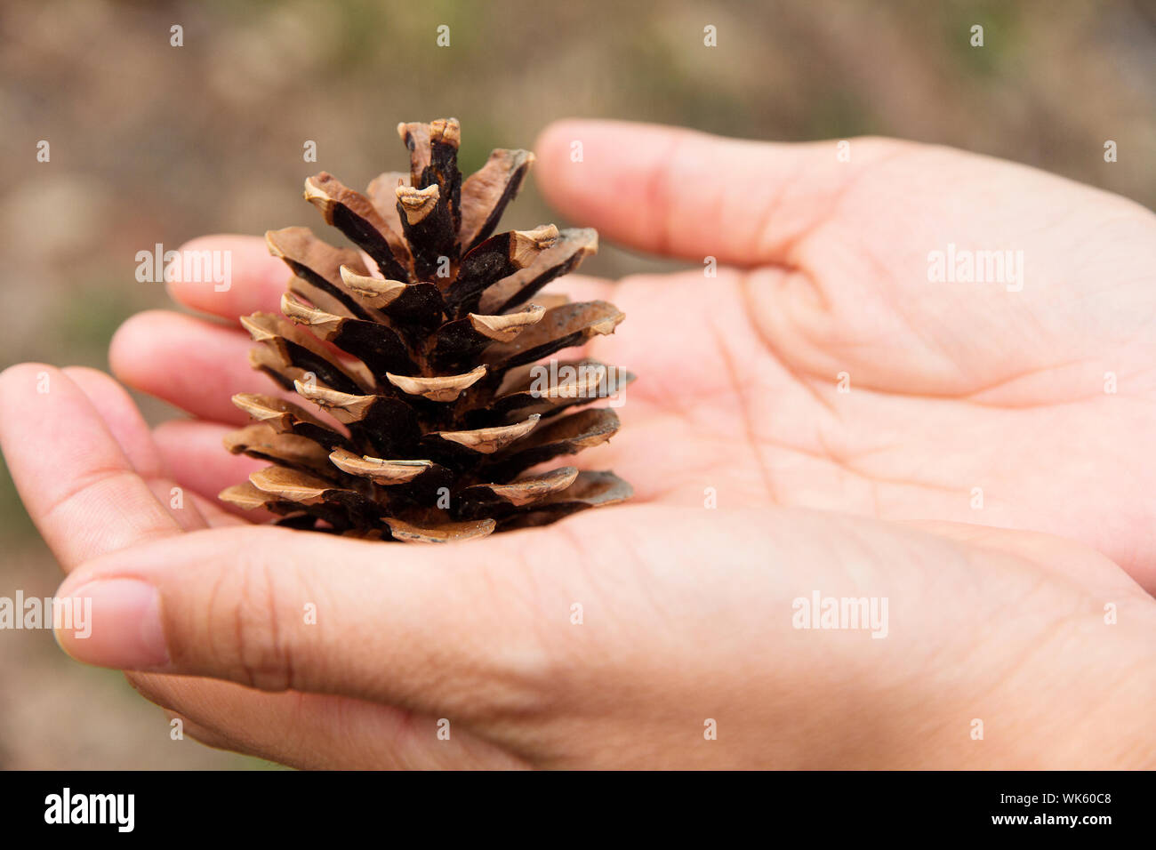 Cedar cone in the hand Stock Photo - Alamy