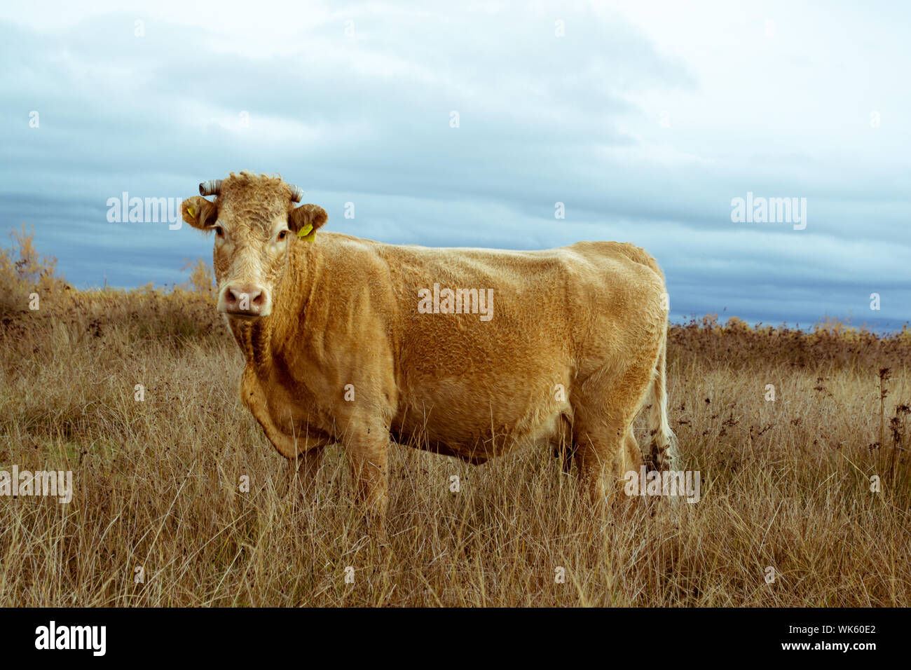One cow side view on field hi-res stock photography and images - Alamy