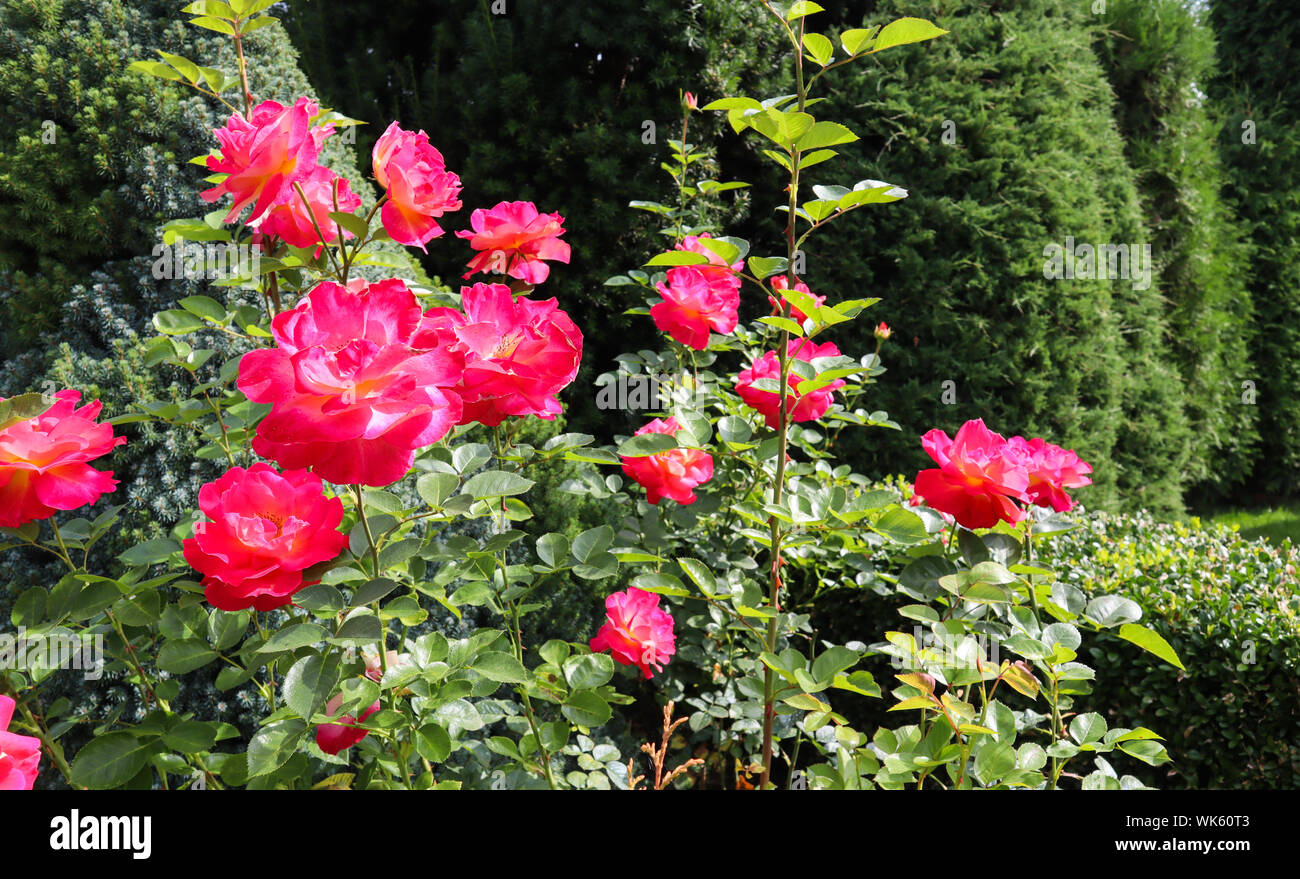Yellow red roses grow in hi-res stock photography and images - Alamy