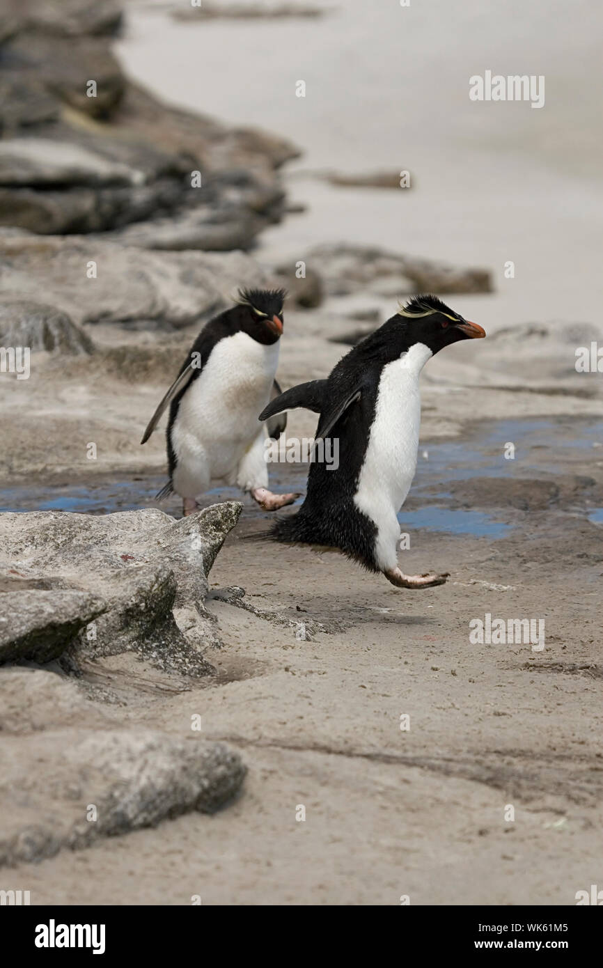 Rockhopper penguin jumping hi-res stock photography and images - Alamy