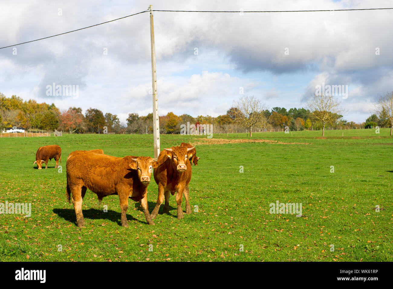 Cattle French cows in landscape at the Dordogne in France Stock Photo ...
