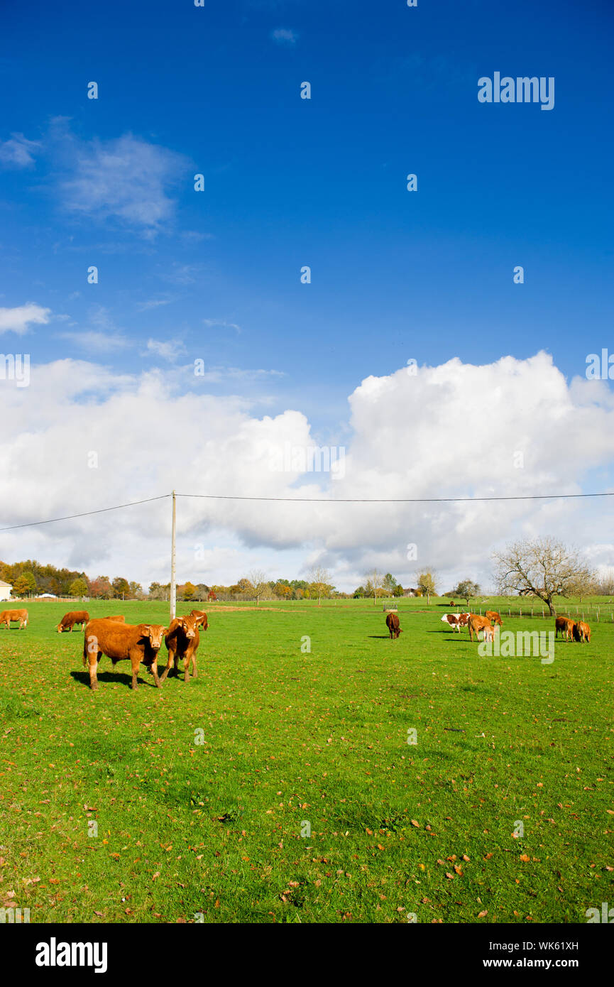 Cattle French cows in landscape at the Dordogne in France Stock Photo ...