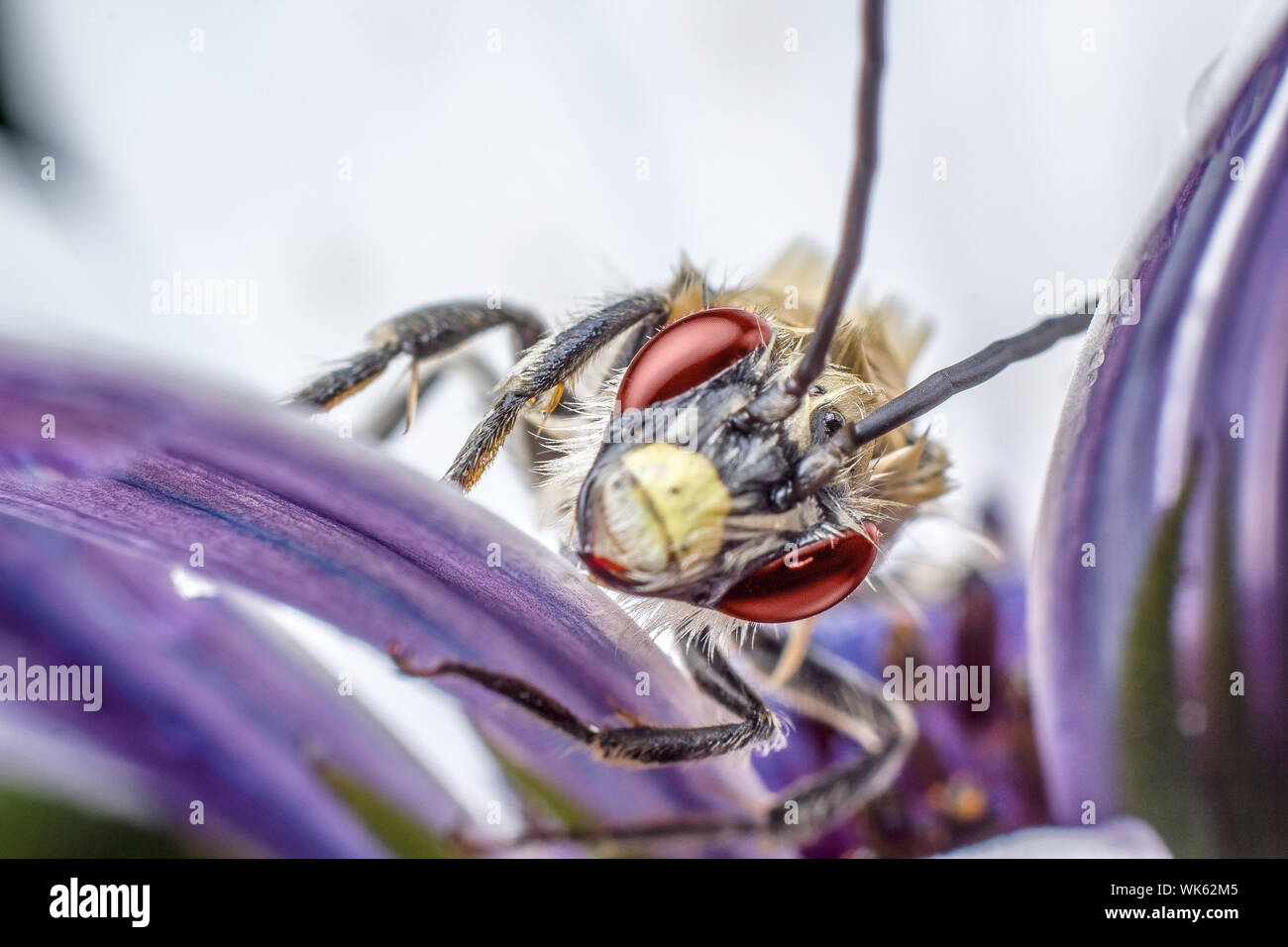 Beautiful insect in high magnification over a purple flower Stock Photo ...