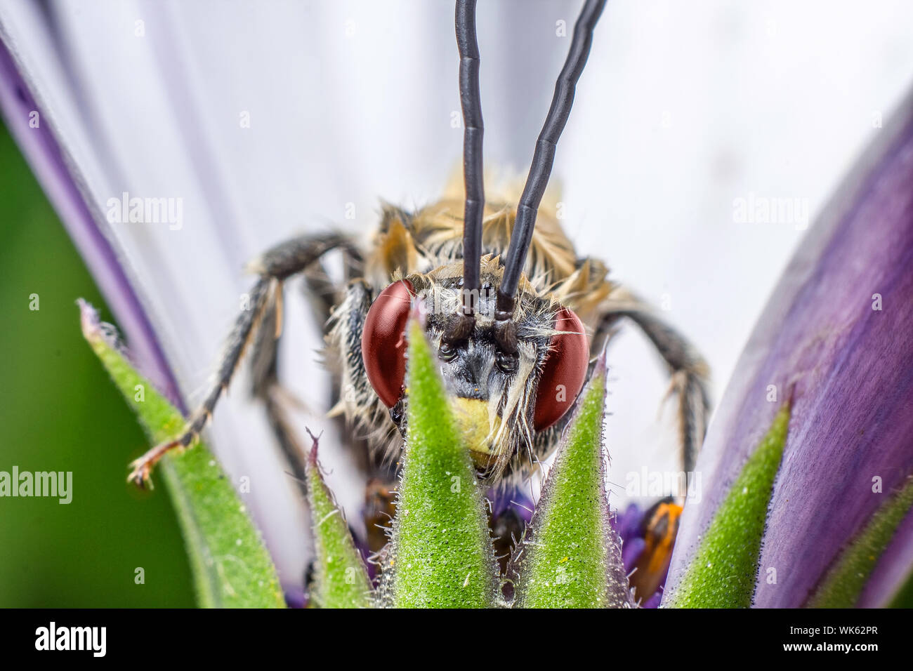 Beautiful insect in high magnification over a purple flower Stock Photo ...
