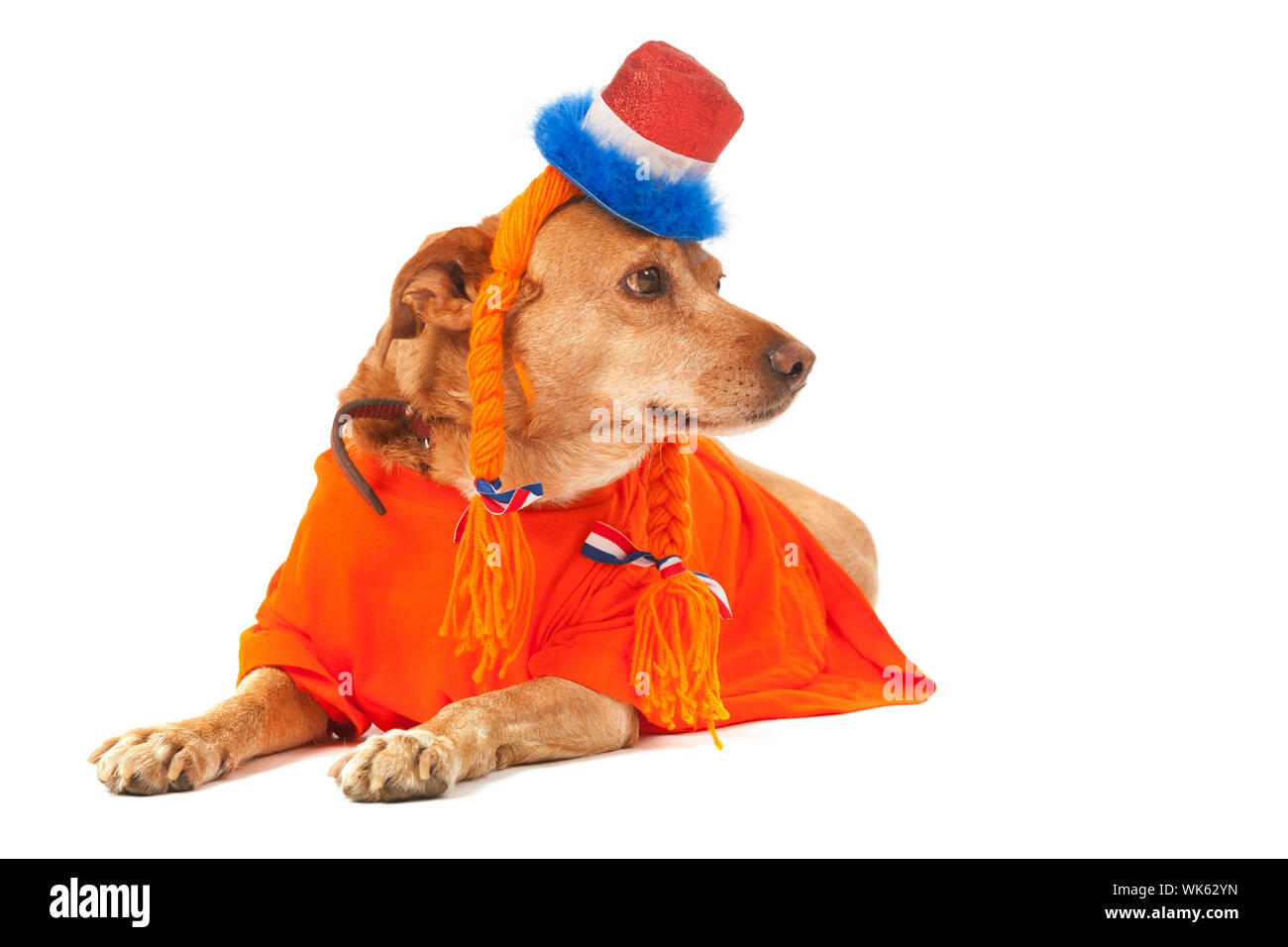 Dutch dog in orange with flags as soccer supporter Stock Photo - Alamy