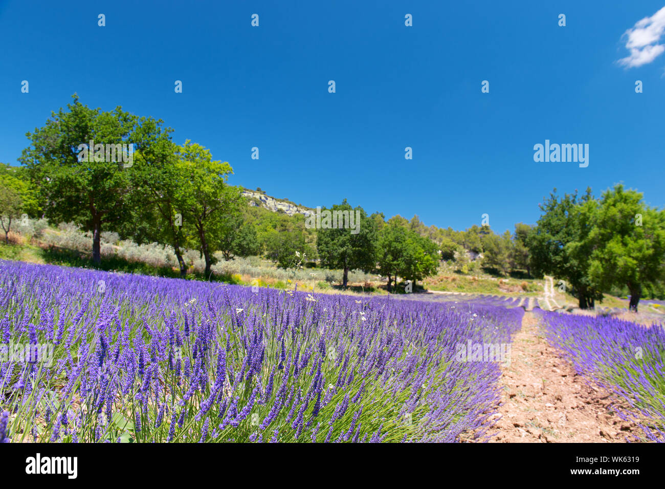 Landscape in French Luberon with mountains and lavender Stock Photo - Alamy