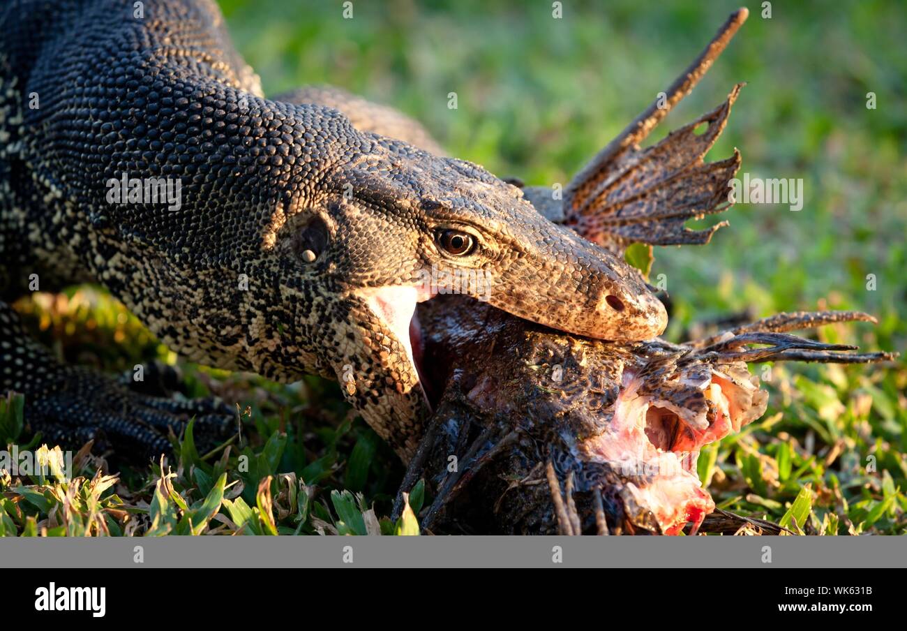 Monitor lizard eating hi-res stock photography and images - Alamy