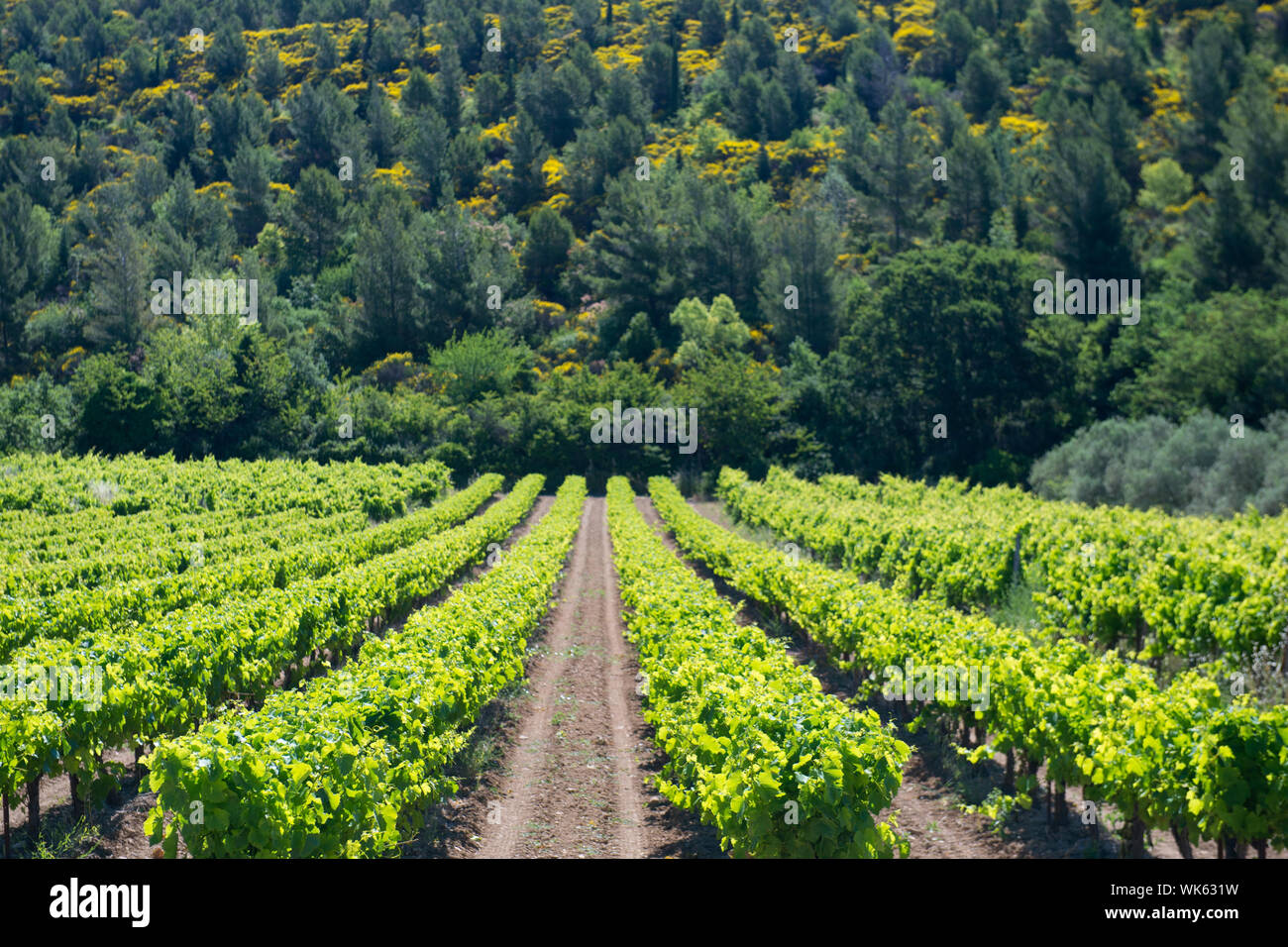 Vineyard in France Provence Stock Photo - Alamy