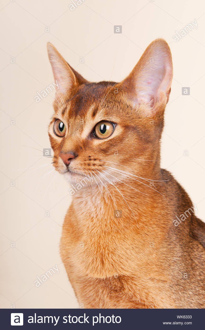 Cream Colored Cat High Resolution Stock Photography and Images - Alamy