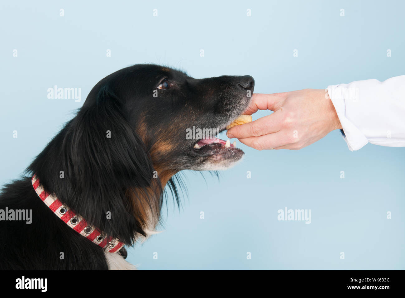 Vet is giving a reward to the brave dog Stock Photo - Alamy