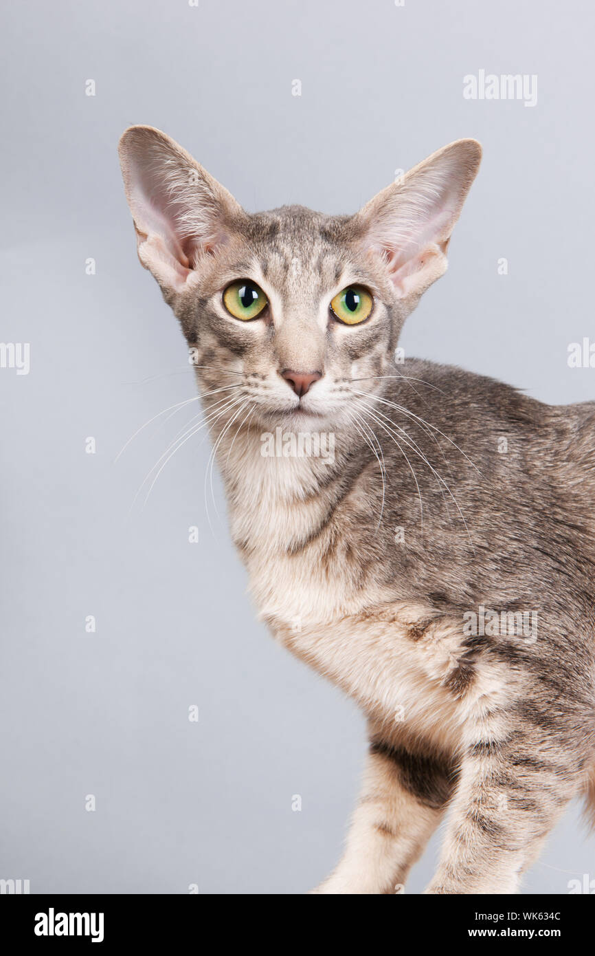 Portrait of Lavender tabby Siamese cat isolated over gray background ...
