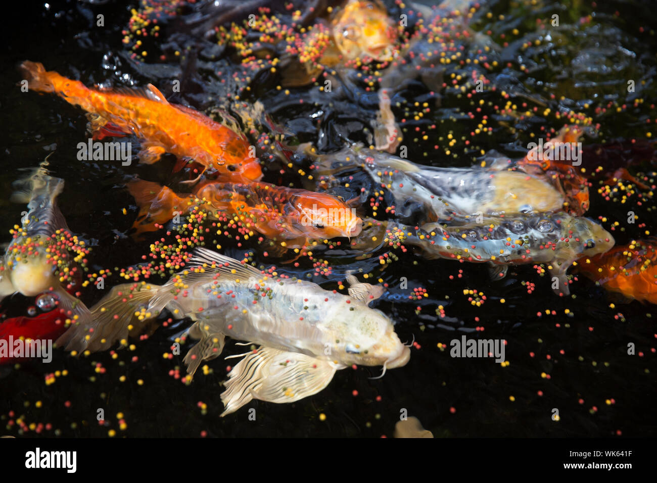 Large group of goldfishes eating Stock Photo - Alamy