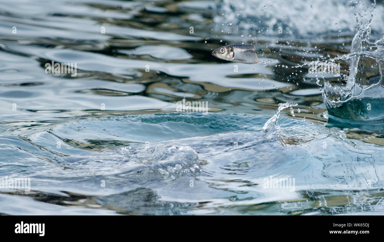 Air water hi-res stock photography and images - Alamy