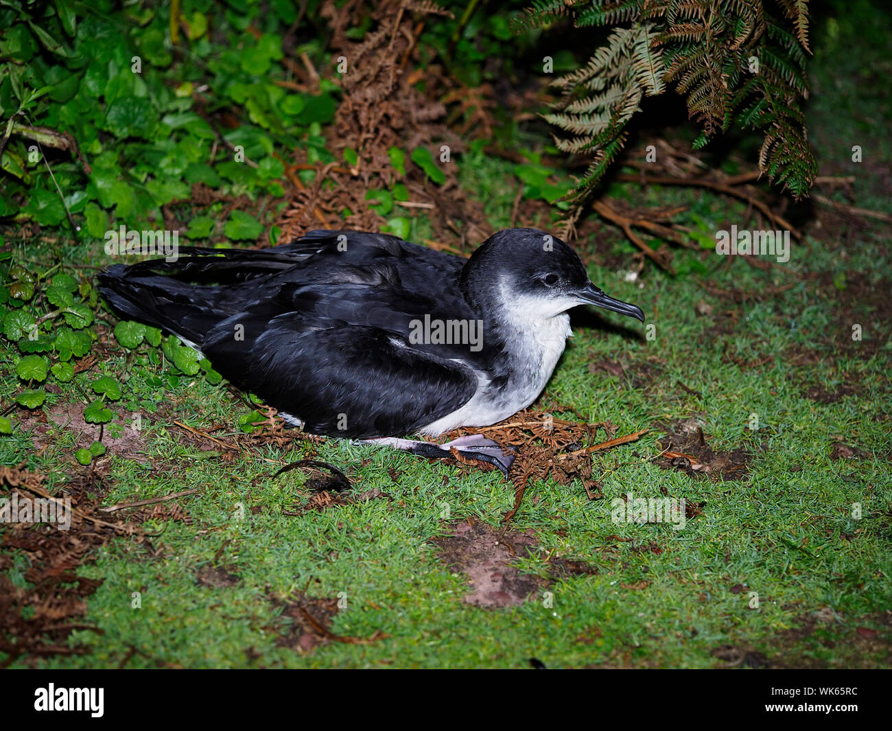 Puffinus puffinus manx hi-res stock photography and images - Alamy
