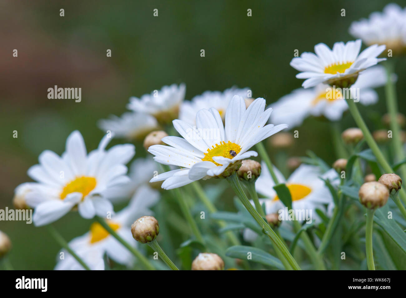 daisies in the nature Stock Photo - Alamy