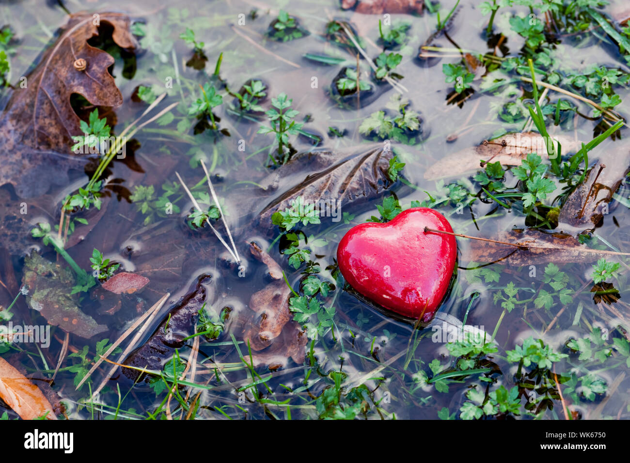 Red heart in water puddle on marshy grass, moss. Romantic symbol of ...