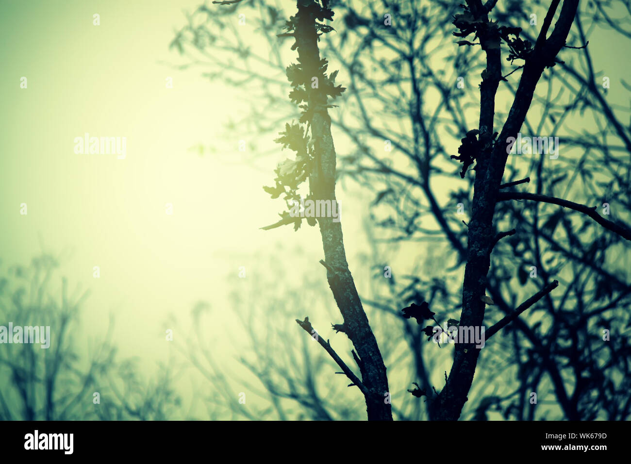 Photo of black tree branches and sun Stock Photo - Alamy