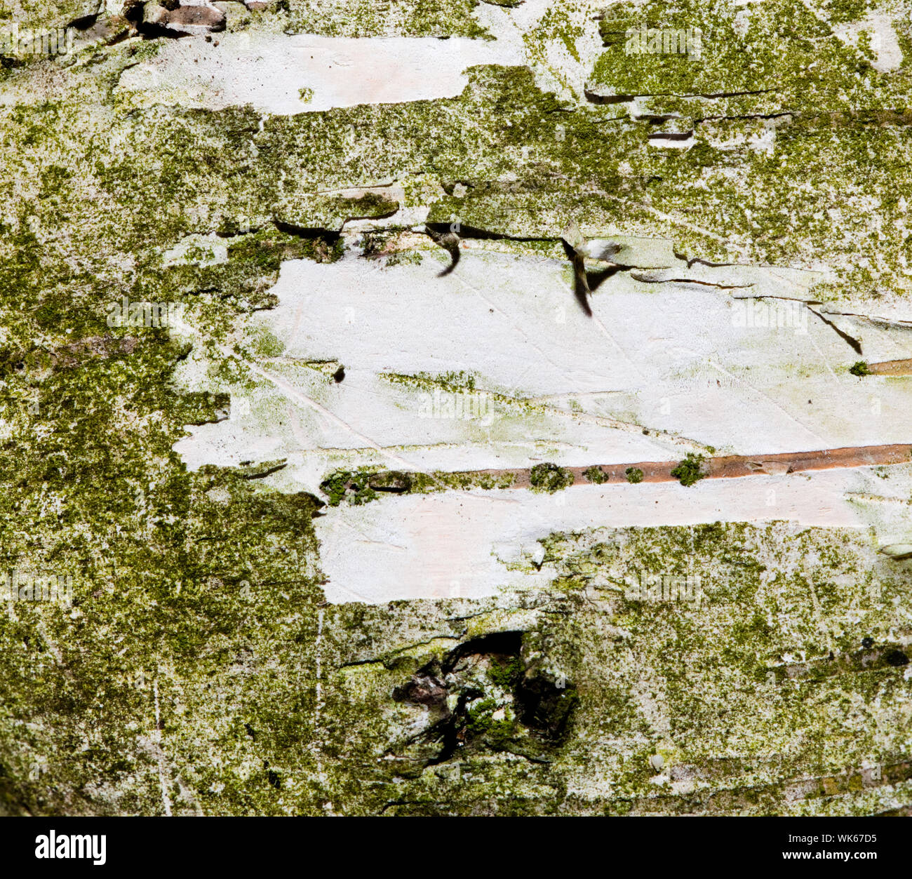 Tree bark macro with a rasped space. Wood background photograph Stock ...