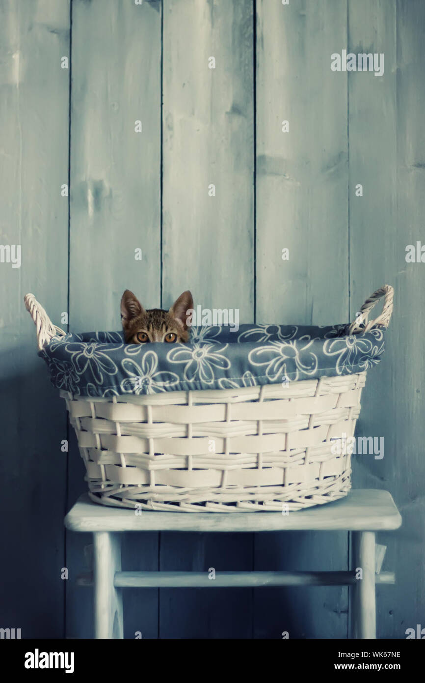 Photo of cute kitten in the basket Stock Photo - Alamy