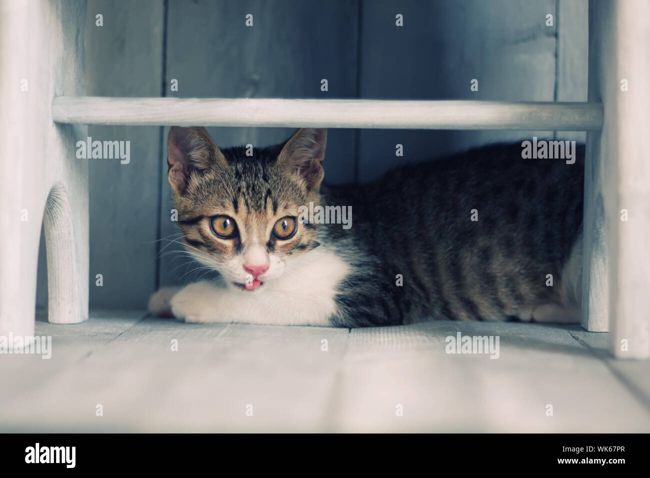 Photo of cute kitten under the bench Stock Photo - Alamy