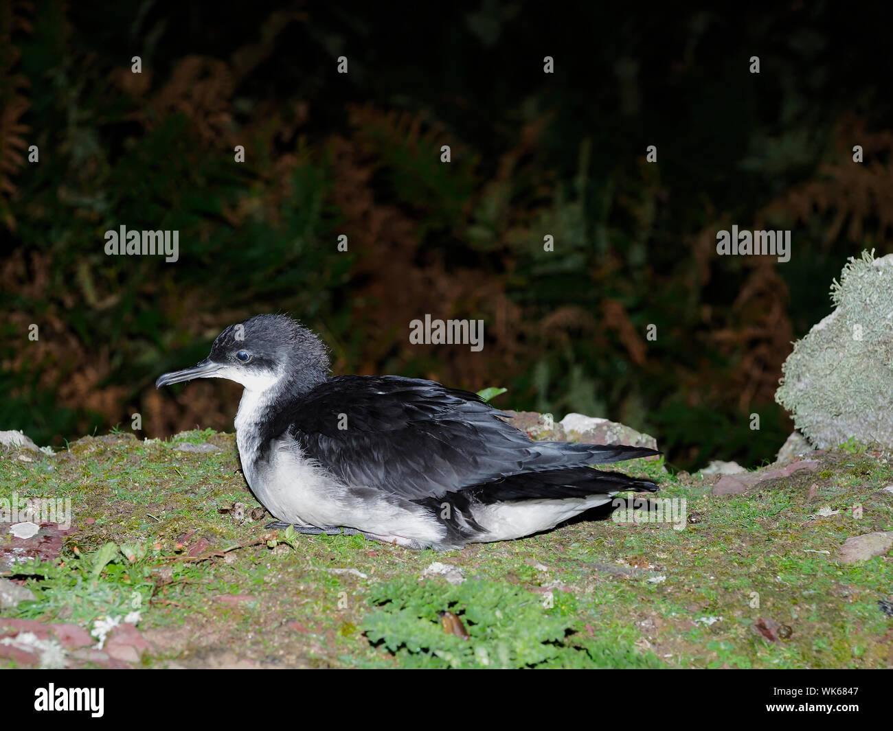 Puffinus puffinus manx hi-res stock photography and images - Alamy
