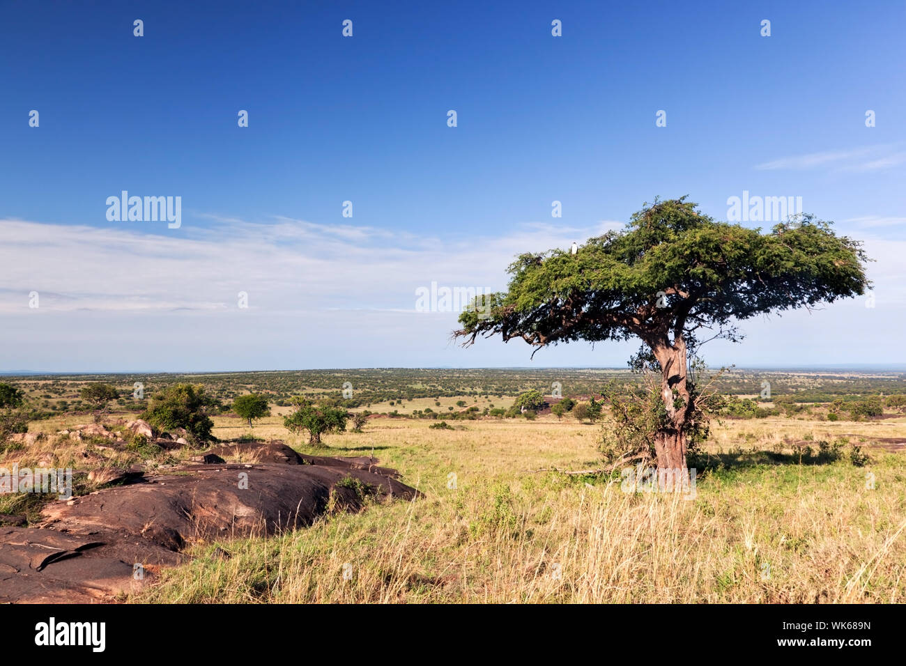 The Bush Kenya Africa Landscape