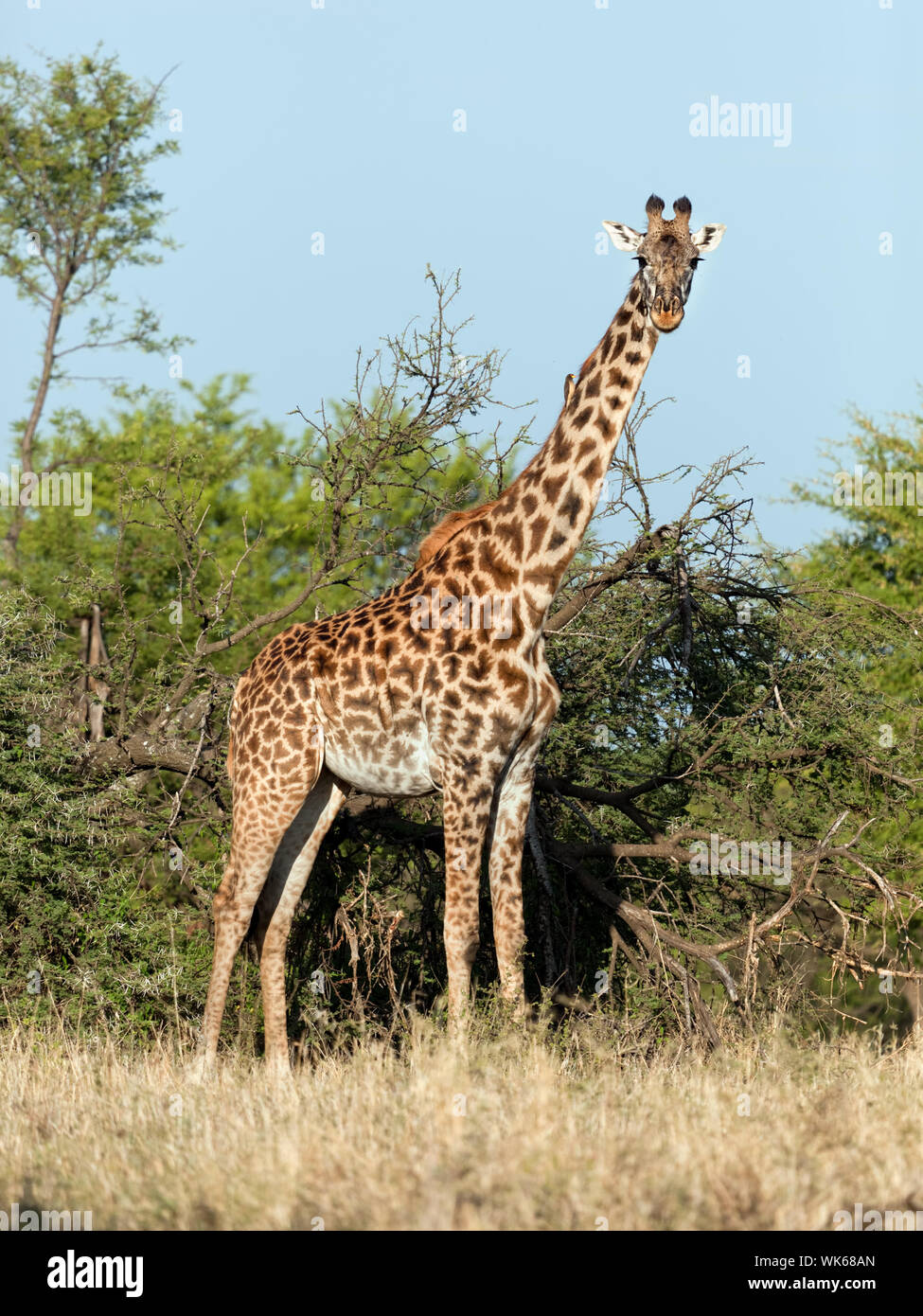 Giraffe on savanna, full view. Safari in Serengeti, Tanzania, Africa ...
