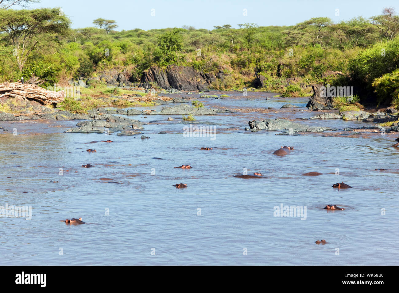 River with hippo, hippopotamus group. Safari in Serengeti, Tanzania ...