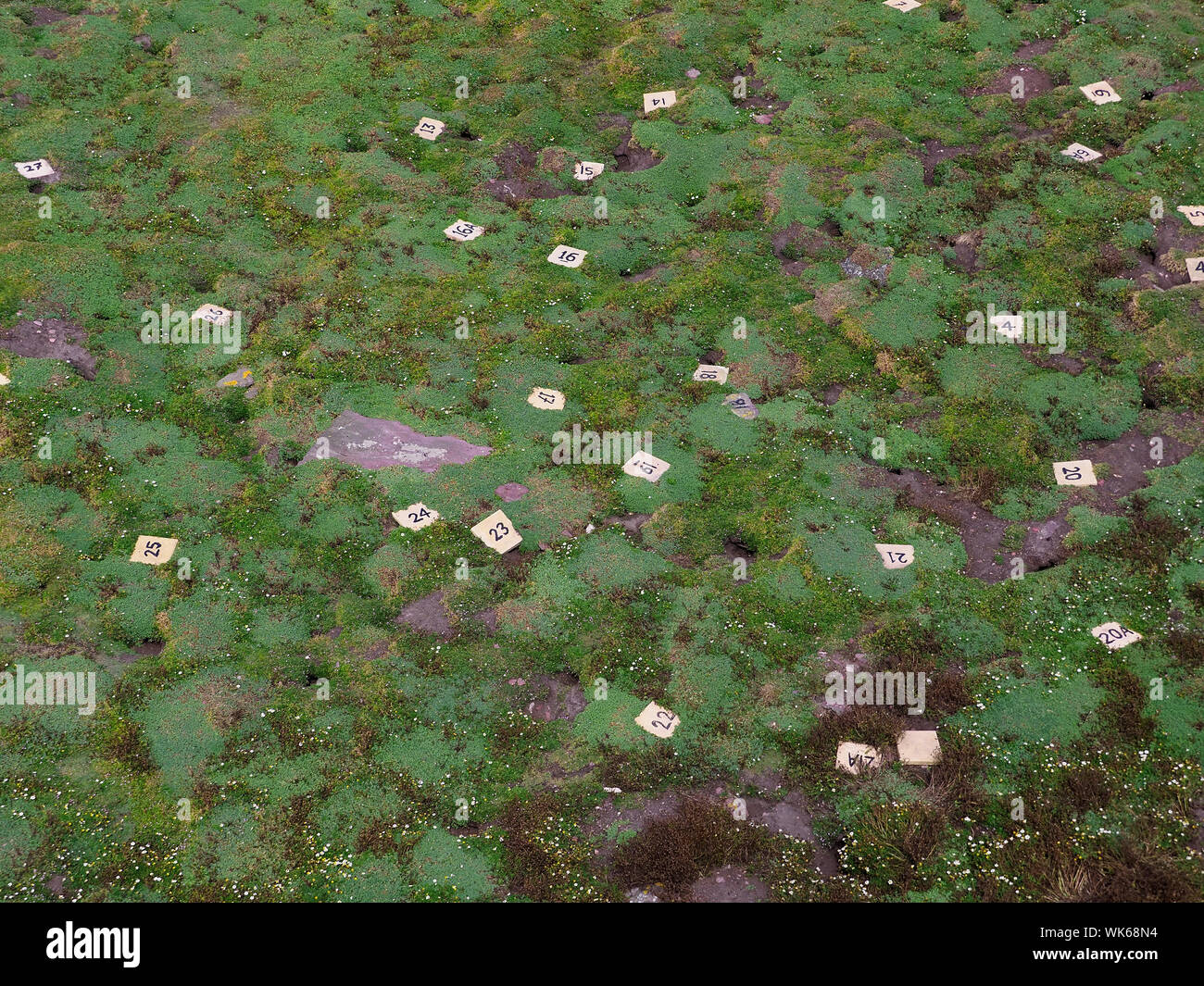 Manx shearwater, Puffinus puffinus, nesing holes marked with numbers ...