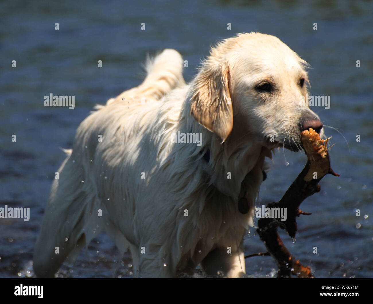 Stick water hi-res stock photography and images - Alamy