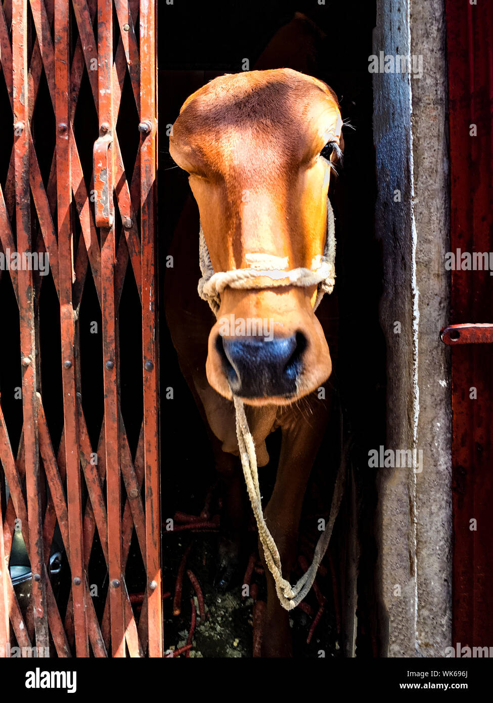 Cow Stable High Resolution Stock Photography and Images - Alamy