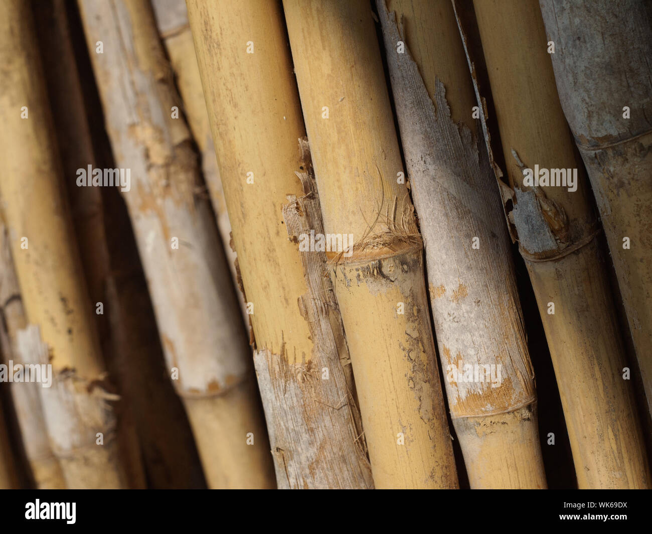 Bamboos hi-res stock photography and images - Alamy