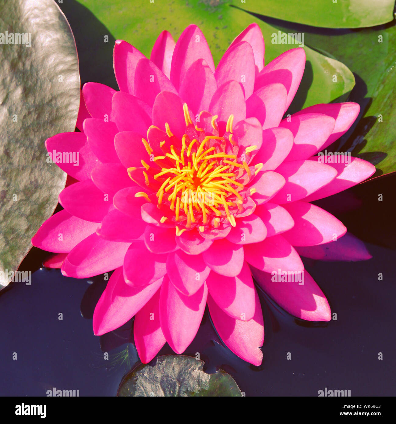 Lotus flower on the water with retro filter effect Stock Photo - Alamy