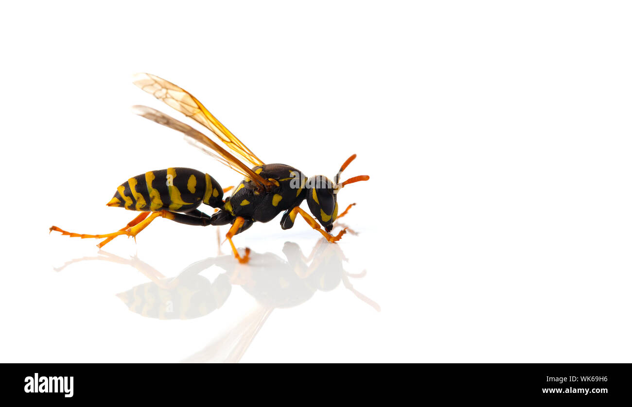 wasp isolated on white background Stock Photo - Alamy