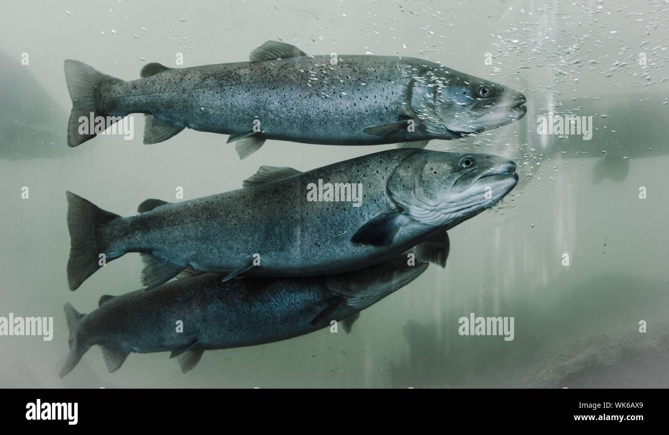 Salmons in water hi-res stock photography and images - Alamy