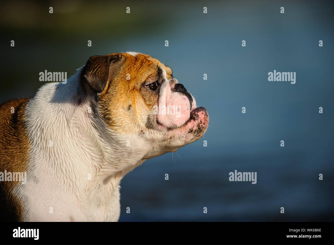 English bulldog profile hi-res stock photography and images - Alamy