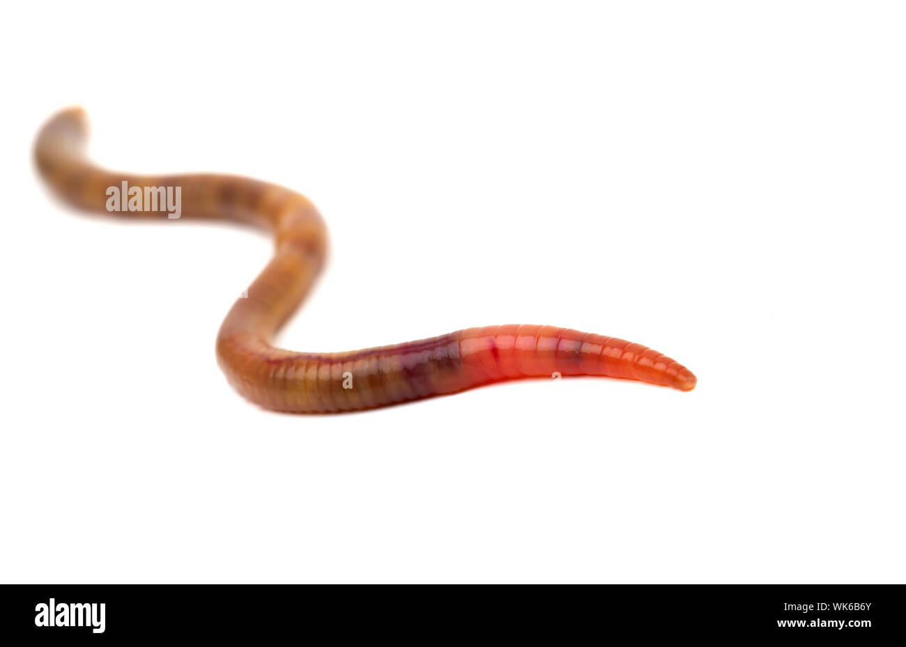 Animal earthworm on white background Stock Photo - Alamy