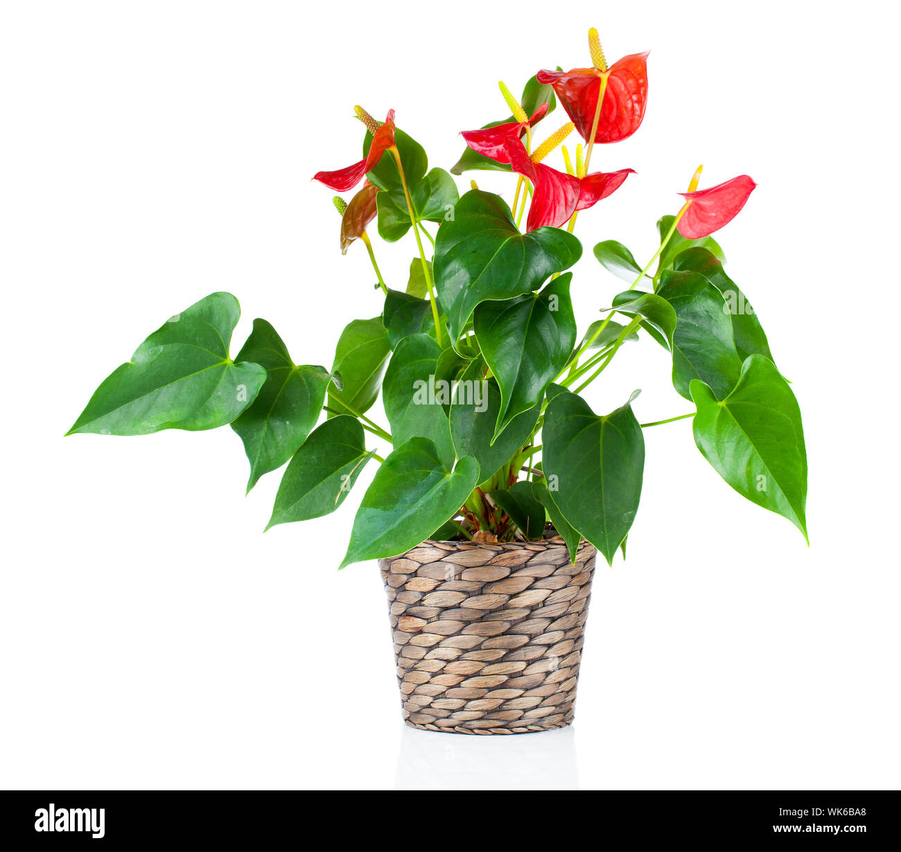 Red anthurium flower isolated on white background. common names include ...
