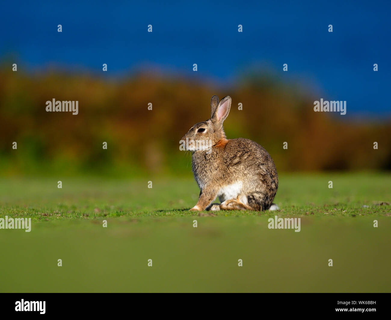 Rabbit, Oryctolagus cuniculus, single mammal on grass, Skokholm, Wales ...