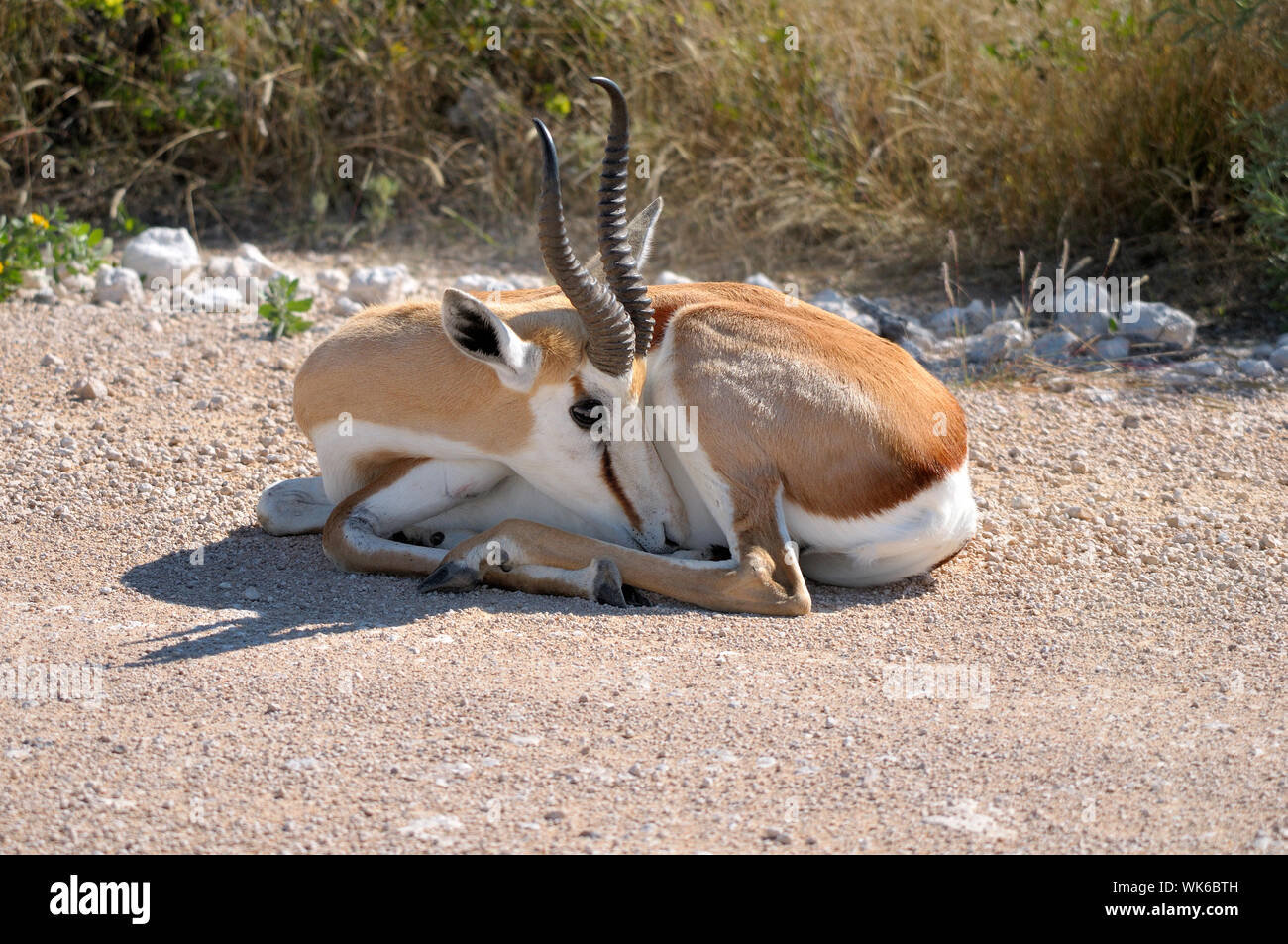 Springbok on the road hi-res stock photography and images - Alamy