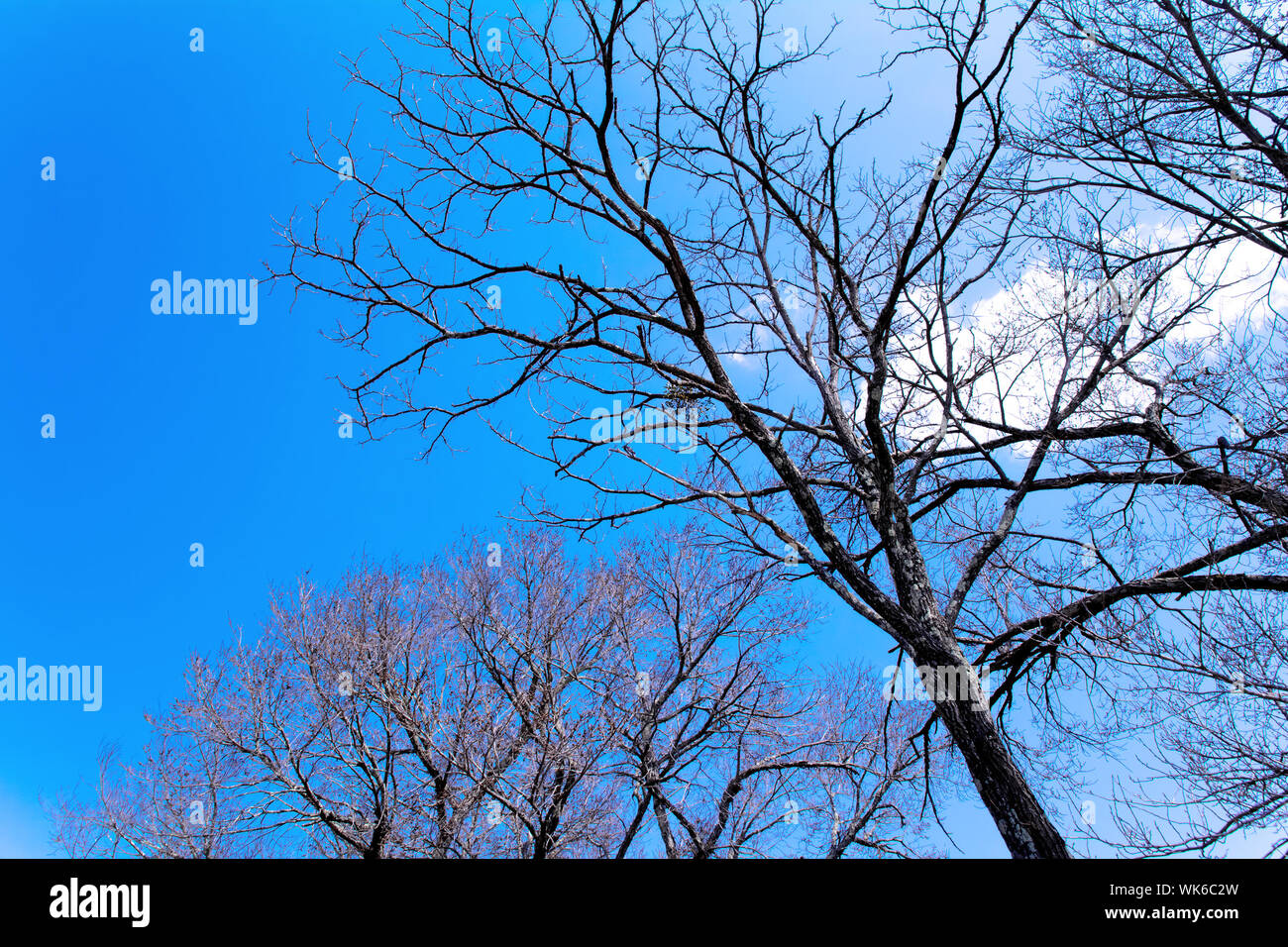 tree in Oshino Village,Japan Stock Photo - Alamy