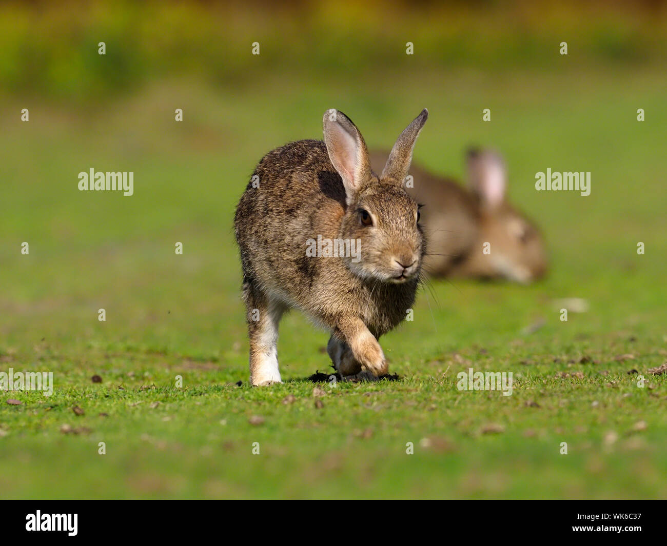 Rabbit chasing hi-res stock photography and images - Alamy