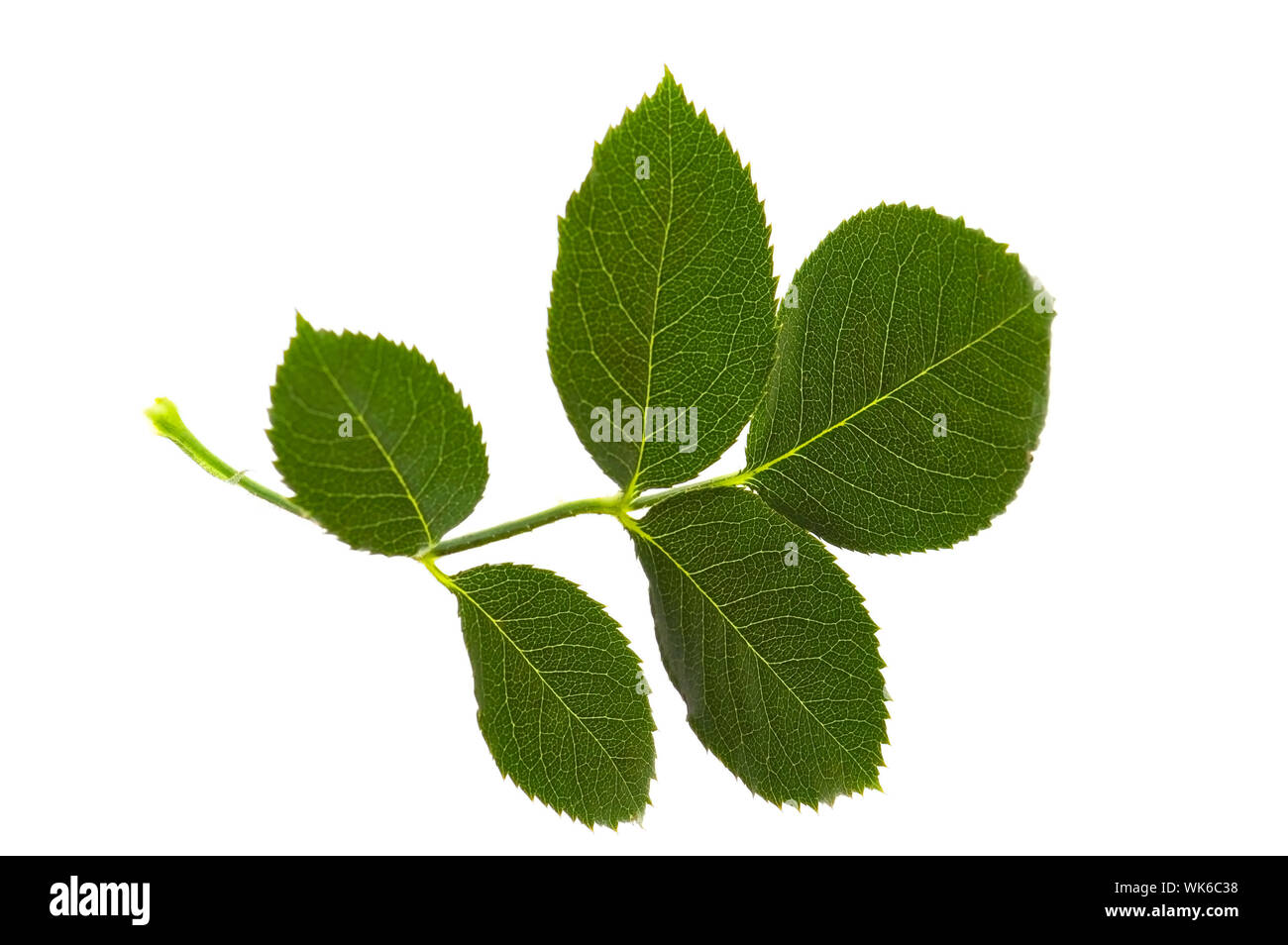 Leaf invitation hi-res stock photography and images - Alamy