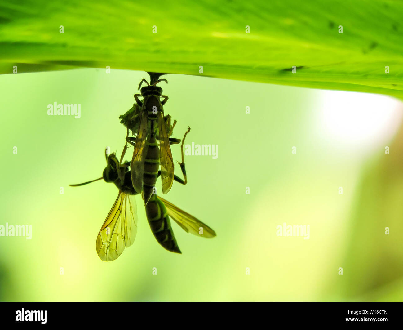 Insects Mating On Leaf High Resolution Stock Photography and Images - Alamy